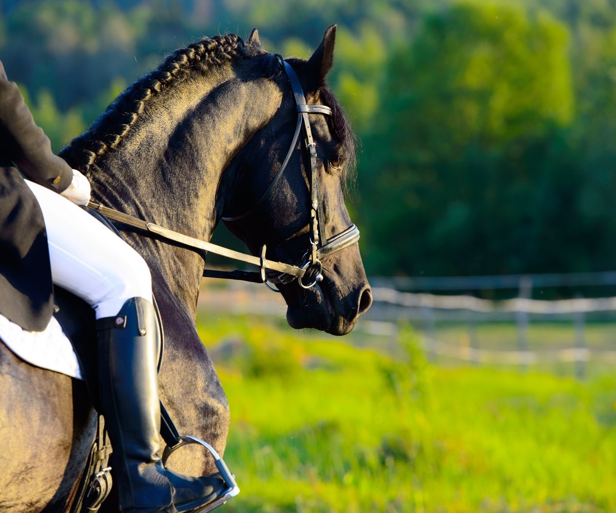 Activities – Field House Equestrian Centre